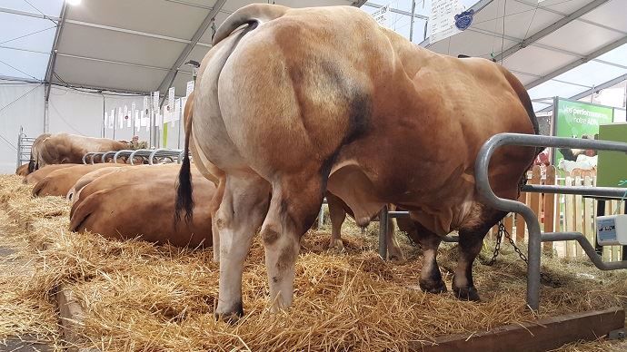 Palmarès et photo du concours Parthenais du Sommet de l'élevage 2018
