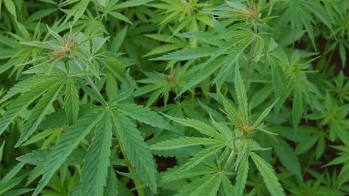 La culture du chanvre industriel relancée en France par le BTP