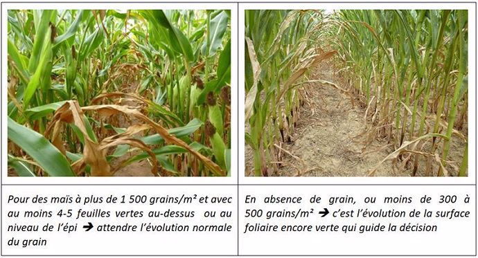 Maïs desséchés : nombre de grains, avancement, matières sèches