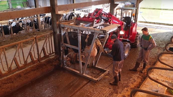 Vidéo de parage des vaches laitières avec cage de contention fabriquée