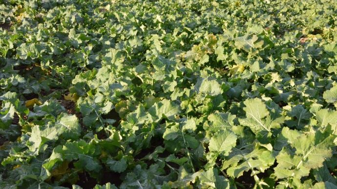 Comment utiliser les herbicides à base de propyzamide