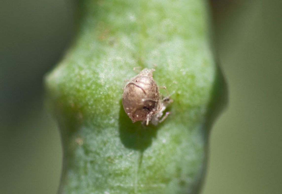Lutte biologique : régulation naturelle des pucerons