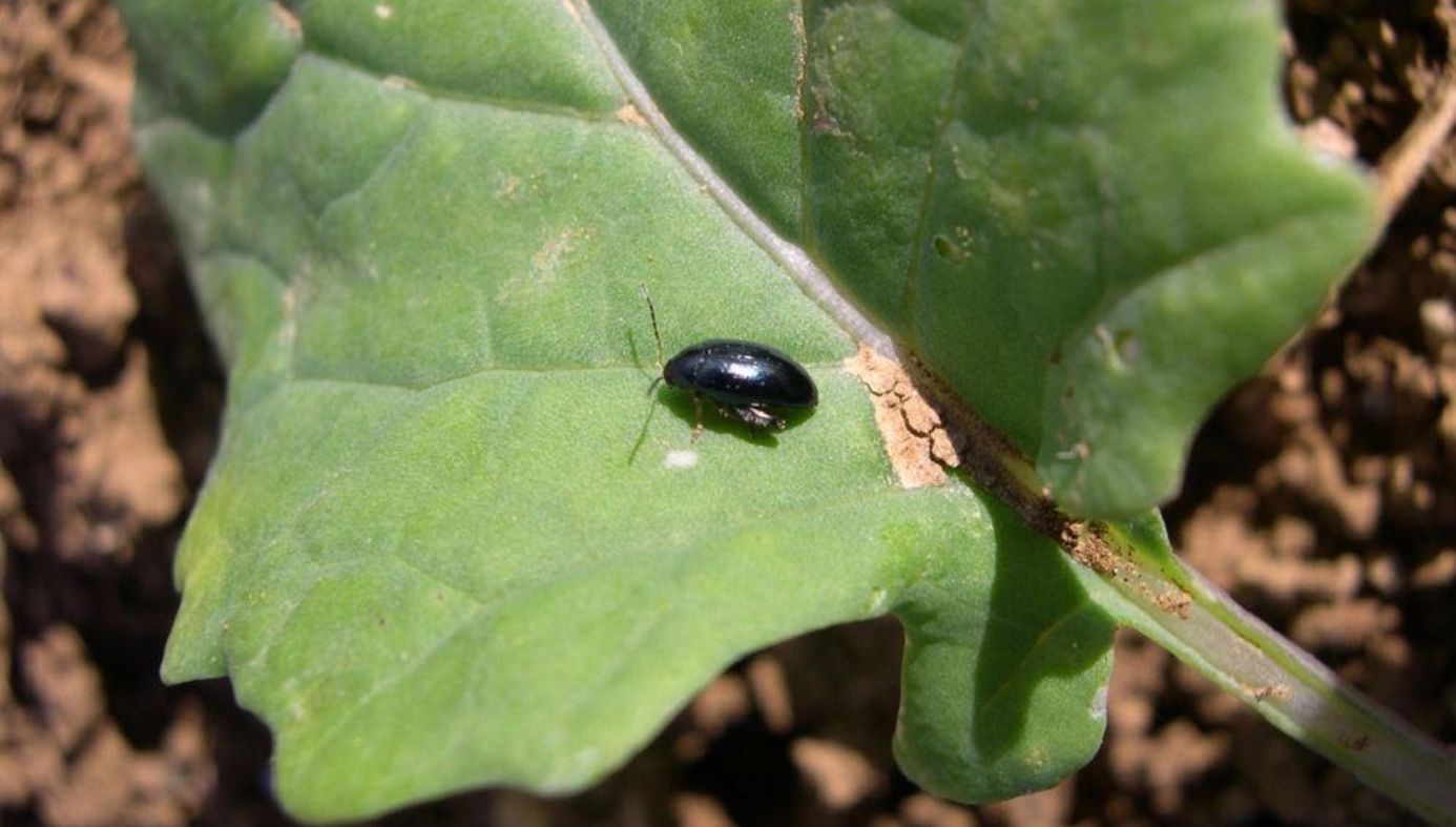 Conseils de Terres Inovia pour la gestion des altises d'hiver sur colza