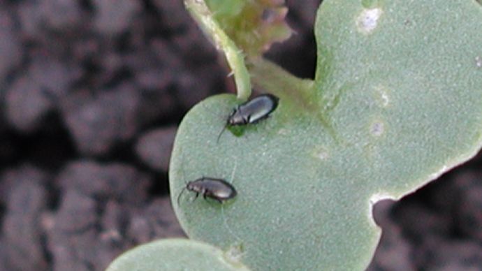 Comment protéger les colzas des insectes