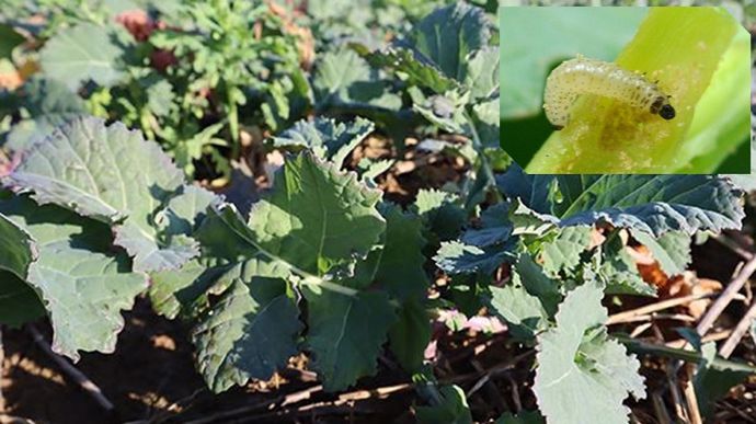 Gestion des larves d'altises dans les parcelles non protégées