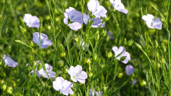 Programme de Lin'Ovation : premier salon technique dédié au lin fibre