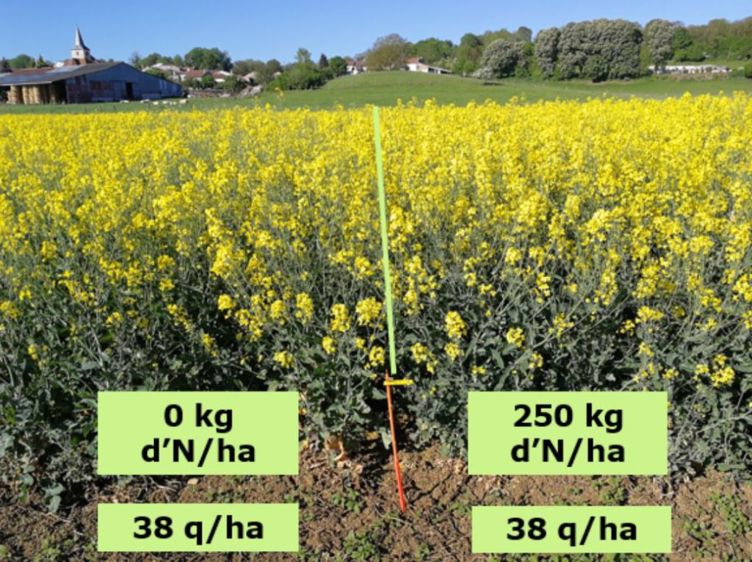 Faire des économies d'engrais en colza