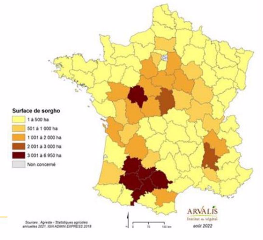 Sorgho : atouts face au réchauffement climatique et débouchés variés