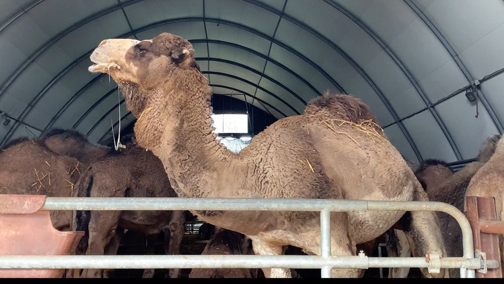 Production de lait de chamelles en France