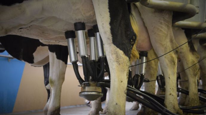 Conjoncture laitière du Cniel de mai 2023