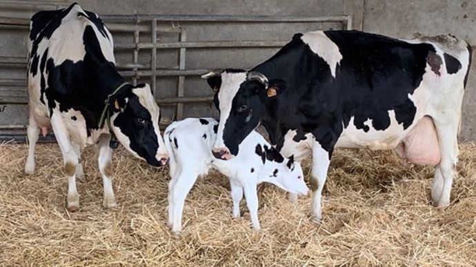 La gestation bovine