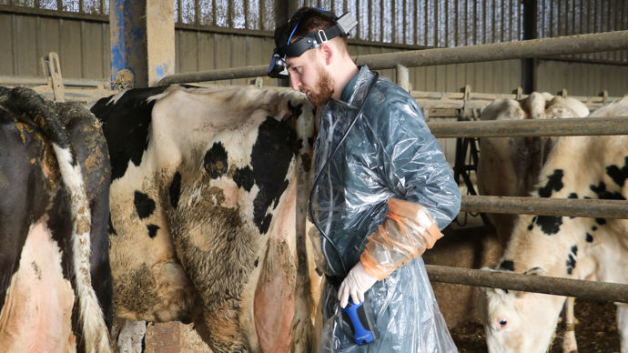 Appareils de surveillance de l'appareil reproductif de la vache