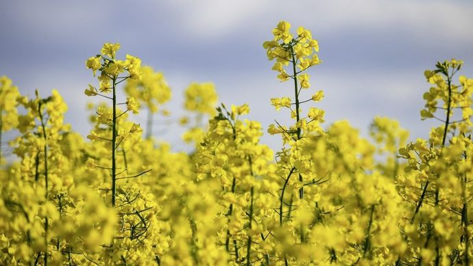 Colza : quels critères prendre en compte dans le choix variétal