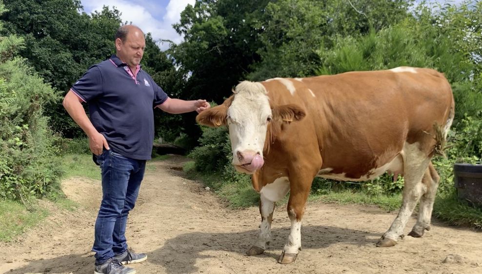 Les atouts de la Simmental: sa mixité et ses taux