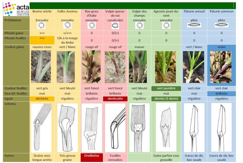 Comment distinguer les graminées au stade plantule