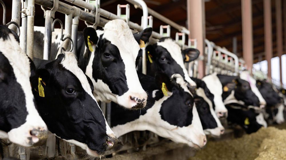 Les professionels de l'élevage veulent réduire les émissions sans ...