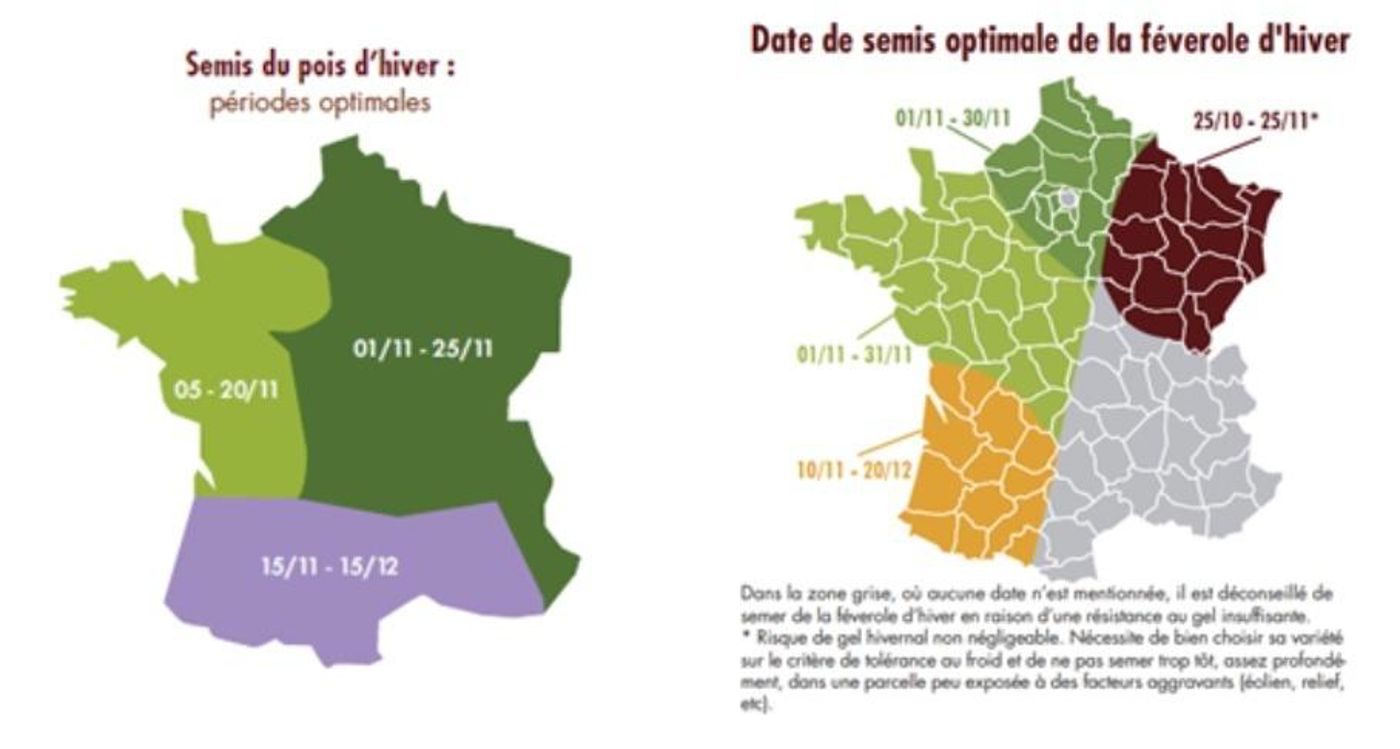 Comment réussir ses semis de pois et féverole d'hiver