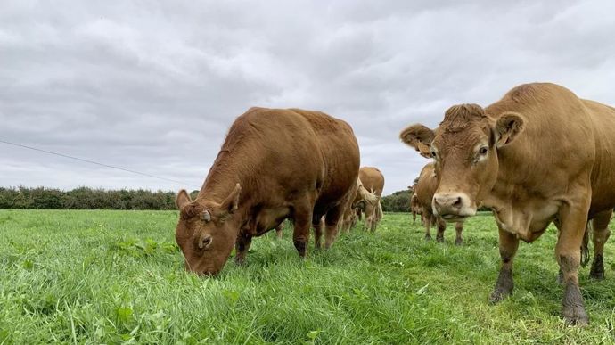 Les ancêtres les plus importants de la race limousine