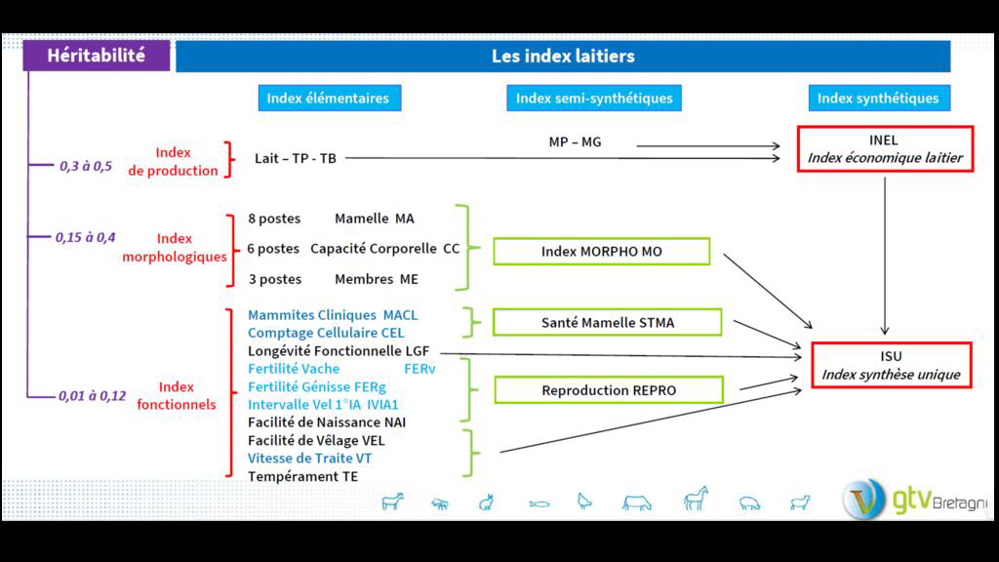 Bien sélectionner les génisses