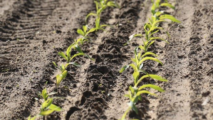 Les différents semoirs monograine capables de semer en quinconce