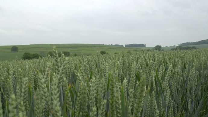 Sélection végétale : Une étude européenne met en avant l’intérêt ...