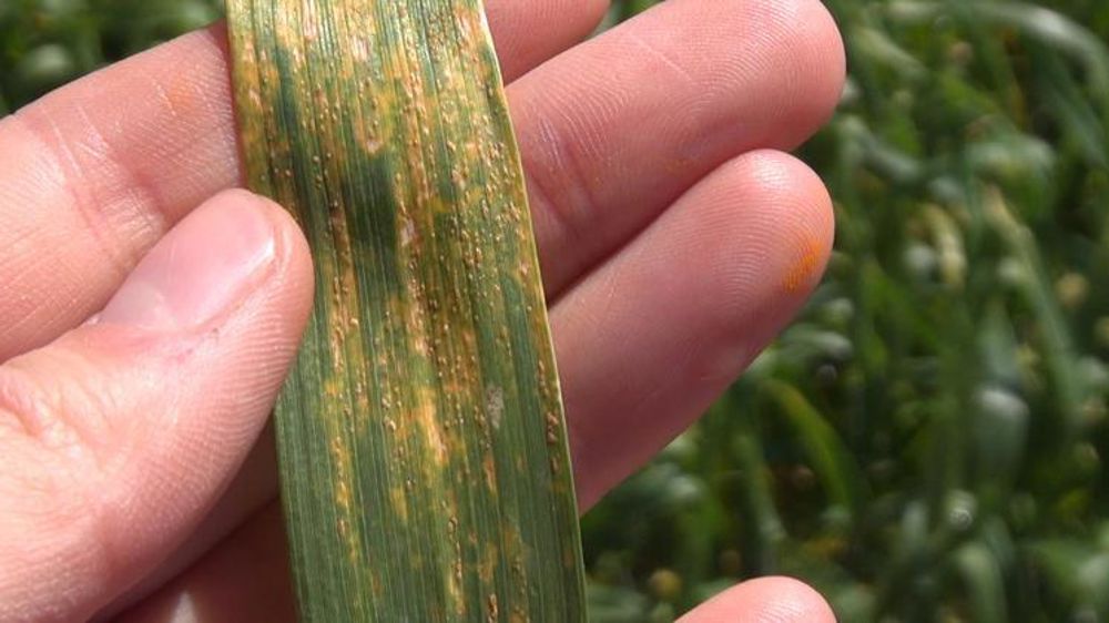 Maladies du blé : De nouvelles races de rouilles émergent