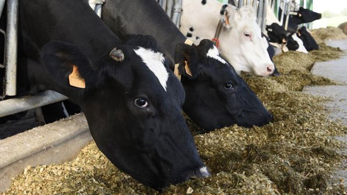 Pour lisser la collecte laitière : Modérer l’apport de concentré de ...