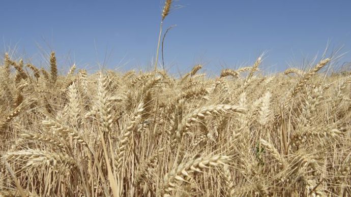 Moissons : Les orges de printemps avancent