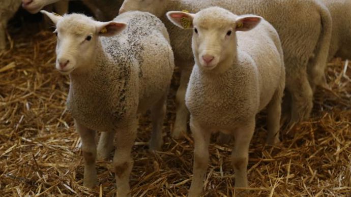 Conjoncture : La consommation de viande ovine recule de près de 6 %