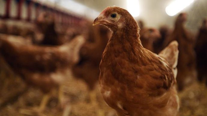 Filière : Les trois « défis majeurs » de la volaille de chair en 2021
