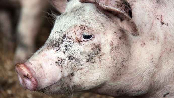 Castration des porcs : Welfarm propose un « Castra-Score
