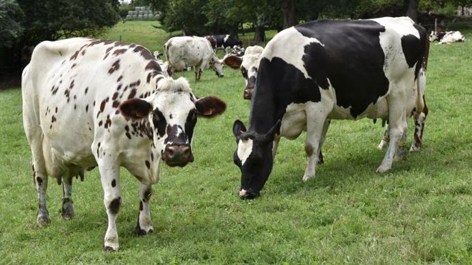 Lait : Hausse de la productivité des ruminants