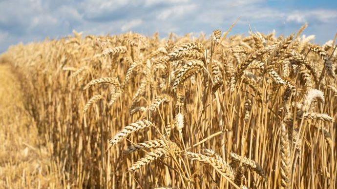 Céréales : Une production mondiale en progression en 2019-2020