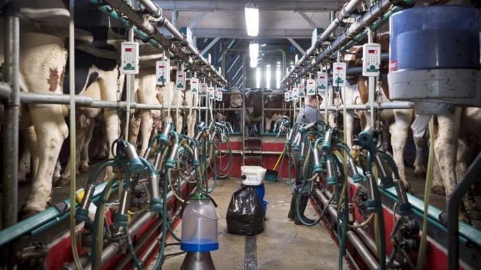 Le prix du lait se stabilise à 335 ?€/1 000 litres