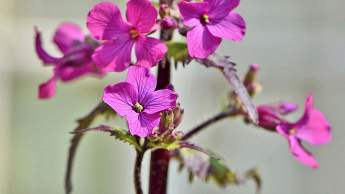 Feuillage pourpre : Lunaria annua ‘Chedglow’