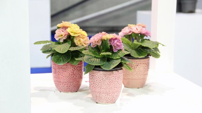 Bien double et parfuméePrimula aculis ‘Rubens’ Antique Rose