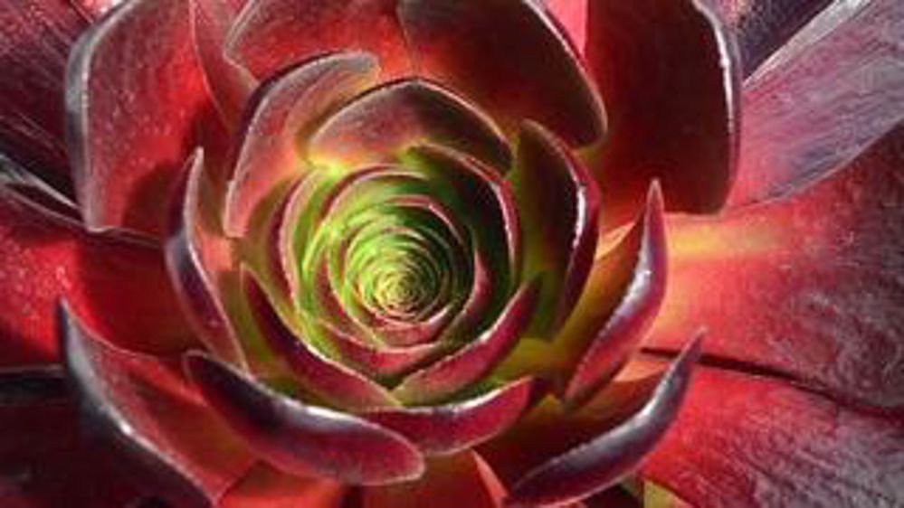 Un phénomènex Semponium ‘Destiny’