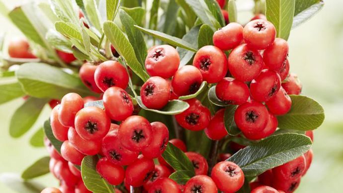 Peu d’épines Pyracantha coccinea ‘Red Star’