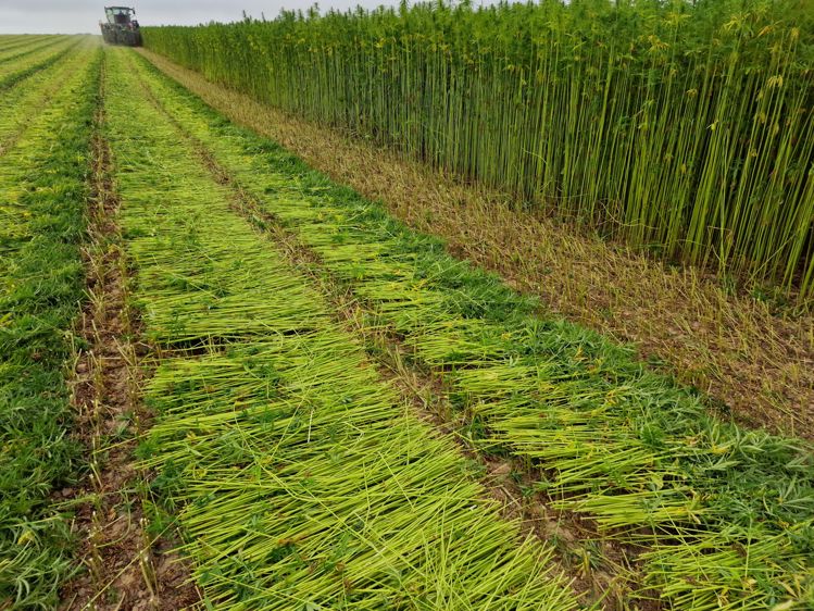 Filière textile chanvre en fibre longue faucheuse automotrice Hyler Sativa