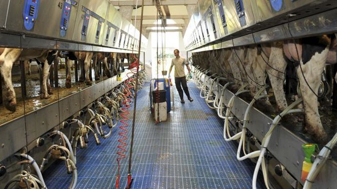 Lait : Hausse de la collecte européenne en vue