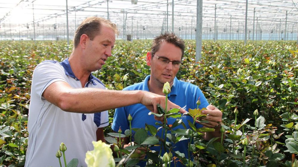 Euseius gallicus, acarien auxiliaire des roses