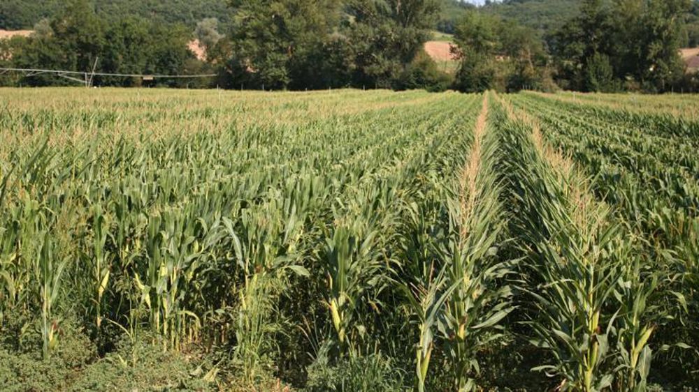 L’offre en semences de maïs fragilisée