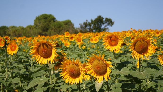 Le tournesol reste attractif