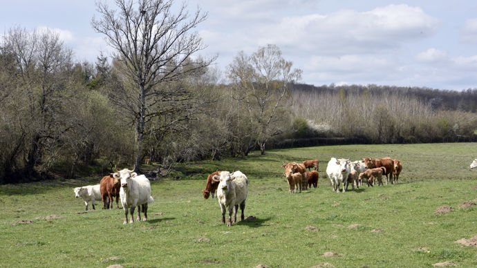 Identification bovine : un préavis de 5 jours pour le contrôle des bolus