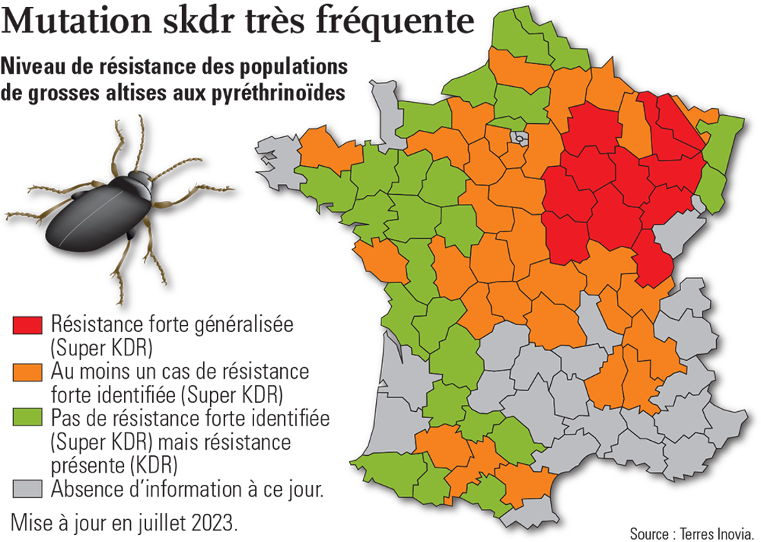 Colza : vigilance face aux grosses altises