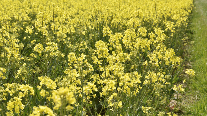 Colza : les premiers résultats du plan de sortie du phosmet