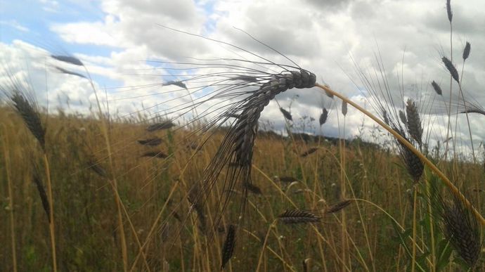 Les céréales anciennes en réseau