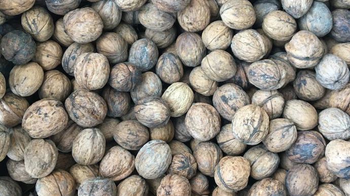 La noix : du potentiel sous la coque