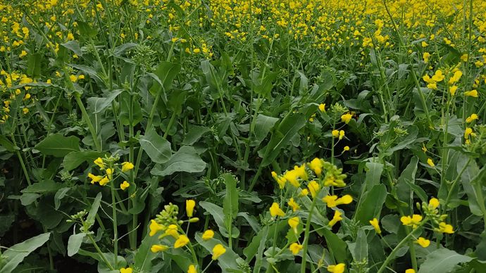 Le colza de printemps semé en automne, une stratégie d’esquive à l’essai