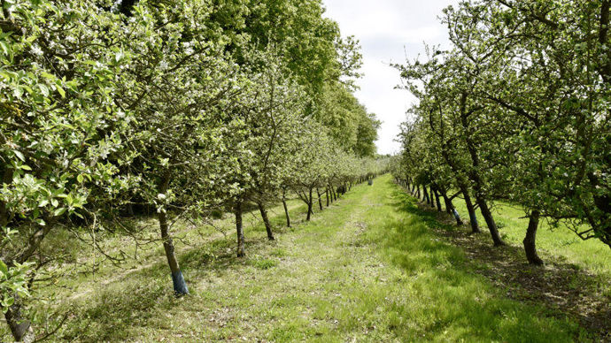 Neuf questions essentielles pour l’avenir des arboriculteurs